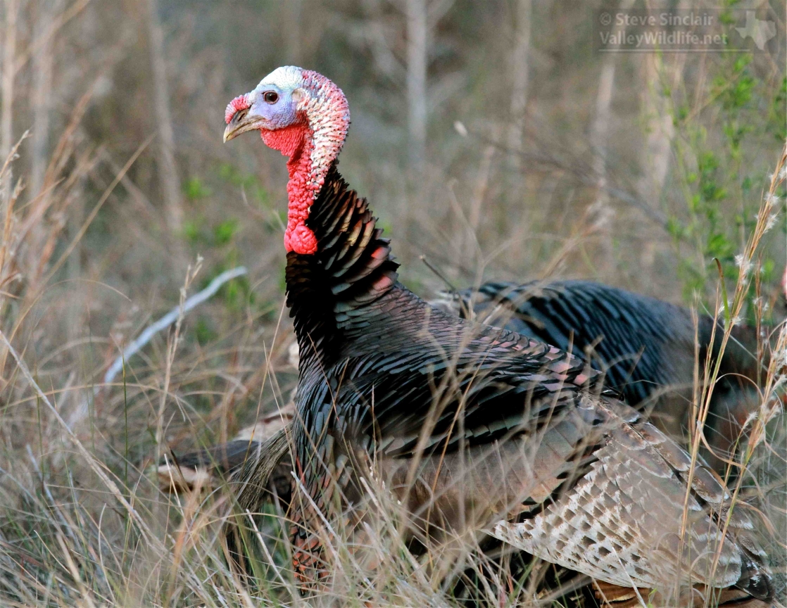 ValleyWildlife Net Wild Turkey Gobbler 2