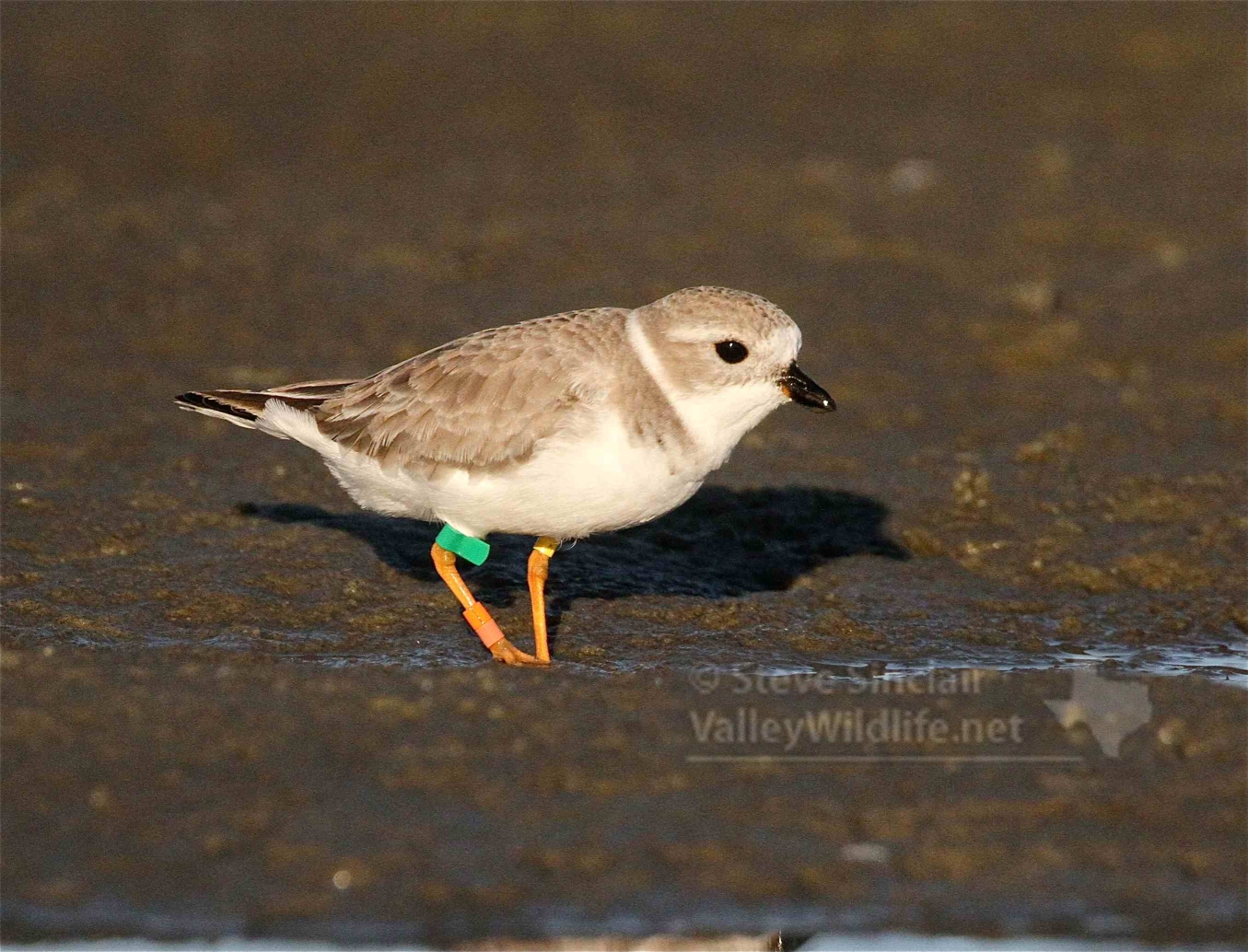 ValleyWildlife.Net | Banded Piping Plovers at Laguna Madre, Texas