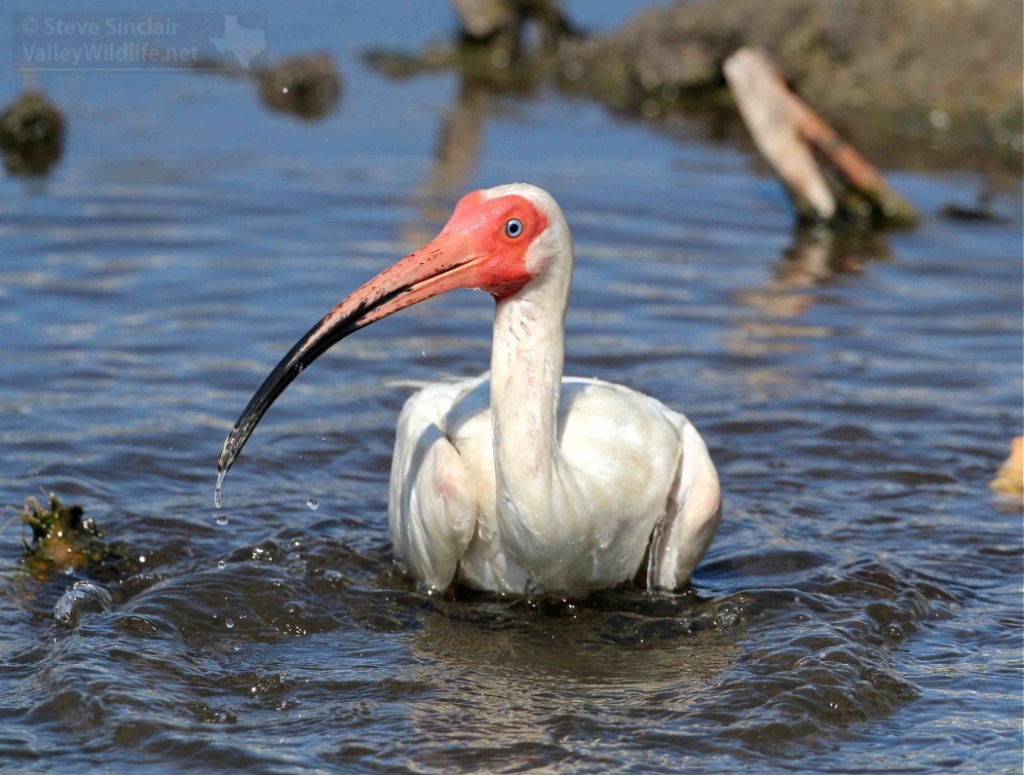 ValleyWildlife.Net | Beautiful Waterbirds in Southern Texas