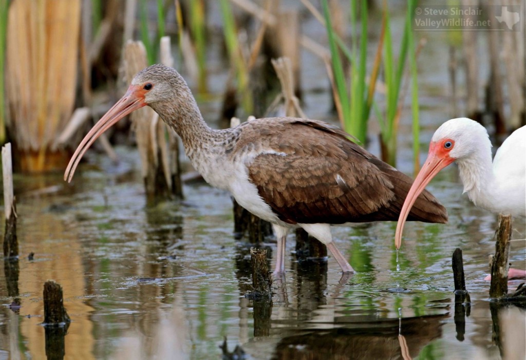 ValleyWildlife.Net | Beautiful Waterbirds in Southern Texas